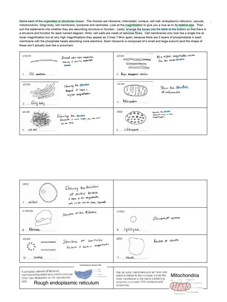 Edited - Cells Cut and Stick Sort. Task 1 For Friday's SAR Day PDF | PDF
