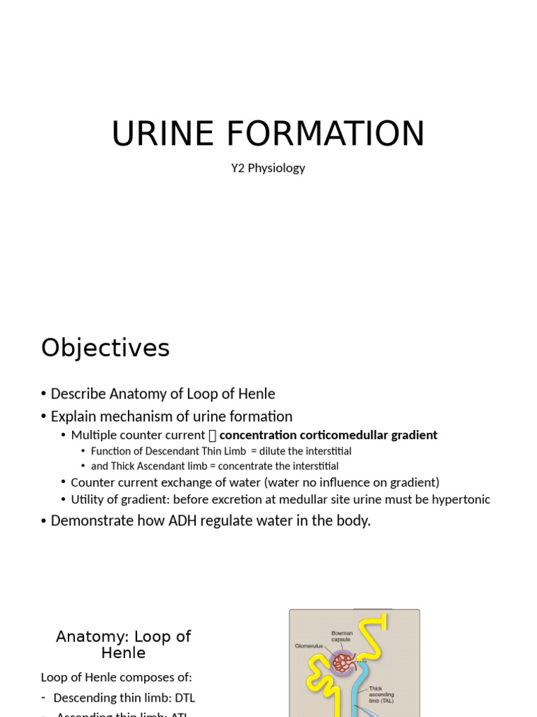 Urine Formation | PDF | Kidney