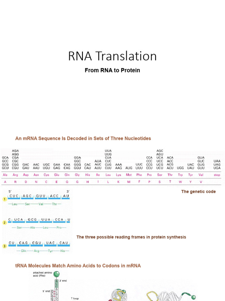 RNA Translation, From RNA To Proteins Clase Completa | PDF ...