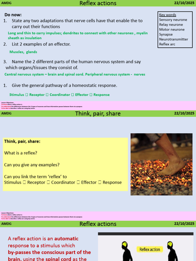 Reflex Actions | PDF | Motor Neuron | Neuron