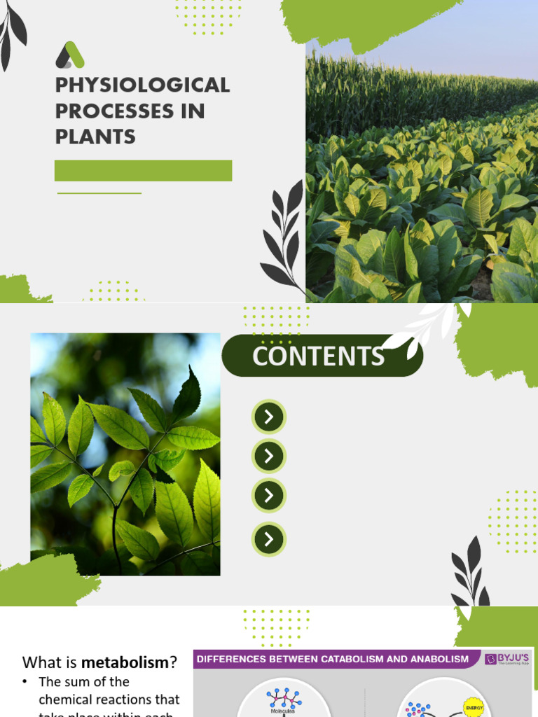 Plant Photosynthesis Processes Explained | PDF | Cellular Respiration ...
