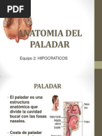 Velo Del Paladar - Escrito | PDF | Cara | Anatomía