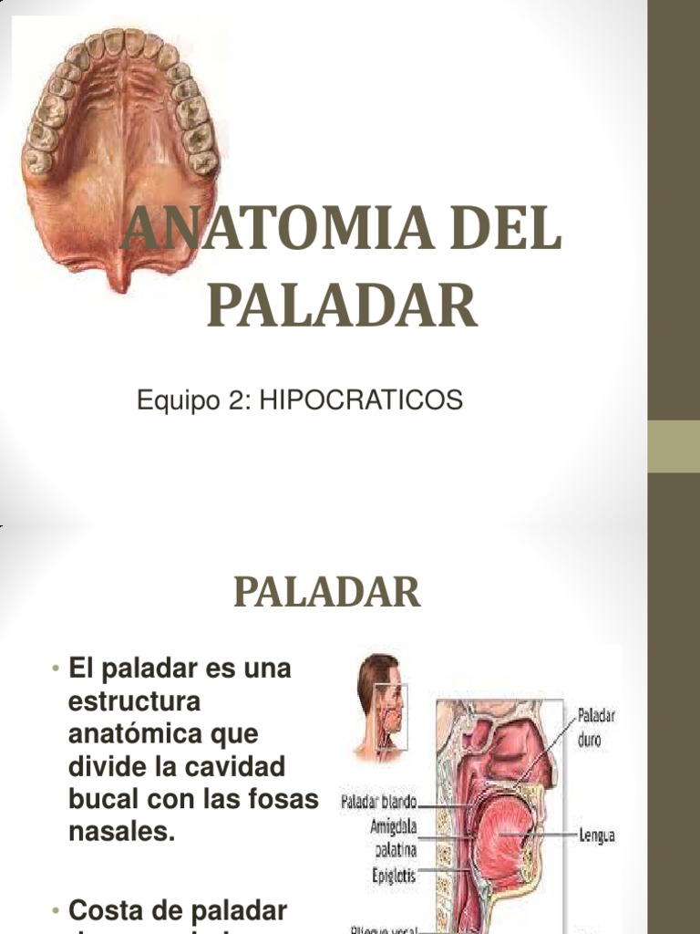 Anatomia Del Paladar (Foro) | PDF | Lengua | Anatomía humana
