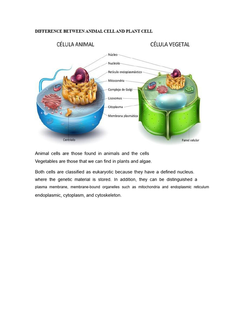 Animal vs. Plant Cell Differences | PDF | Cell (Biology) | Cytoplasm