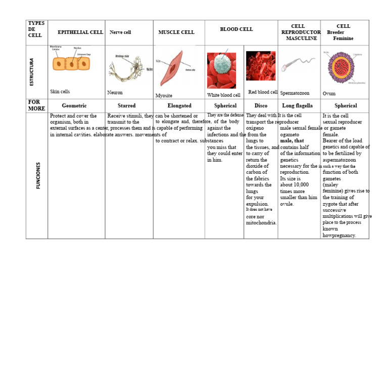 TYPES OF CELL | PDF | Cell (Biology) | Biology