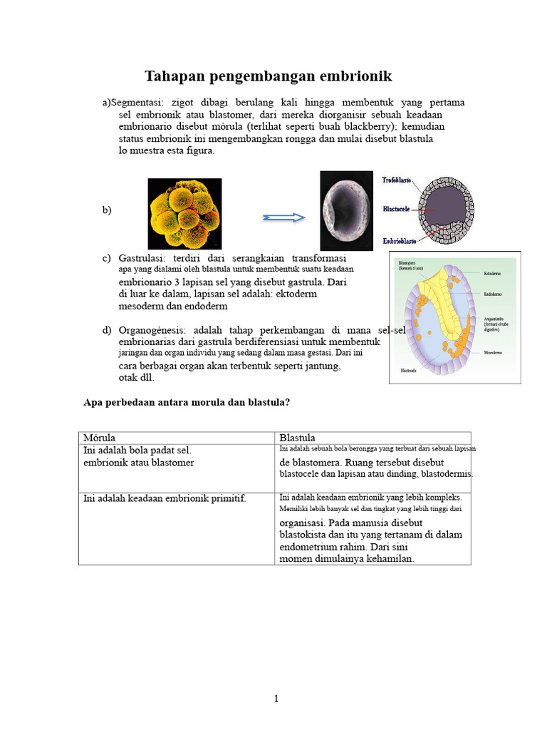 Tahapan Perkembangan Embrio | PDF