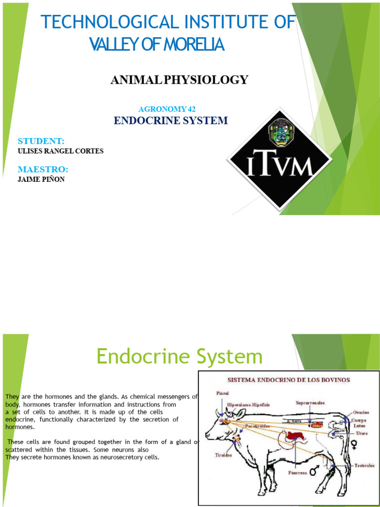 Presentation On The Endocrine System in Animal Physiology | PDF ...