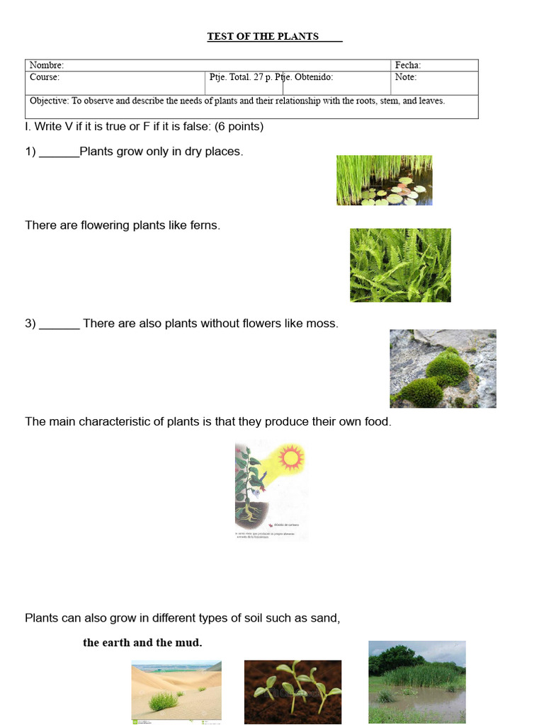 Understanding Plant Needs and Growth | PDF | Plants | Leaf