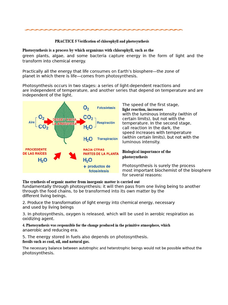 PRACTICE 5 Chlorophyll and Photosynthesis Check | PDF | Photosynthesis ...