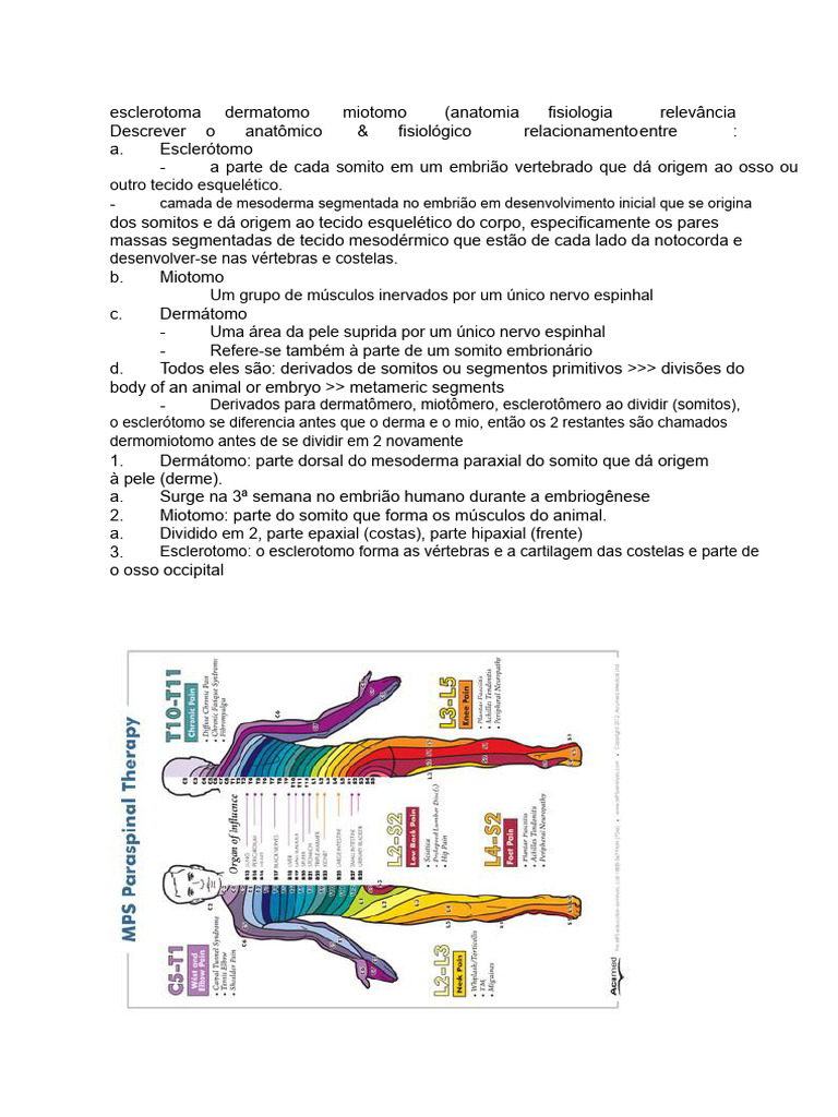 Esclerotomo Dermatomo Miotomo | PDF | Anatomia | Vértebra