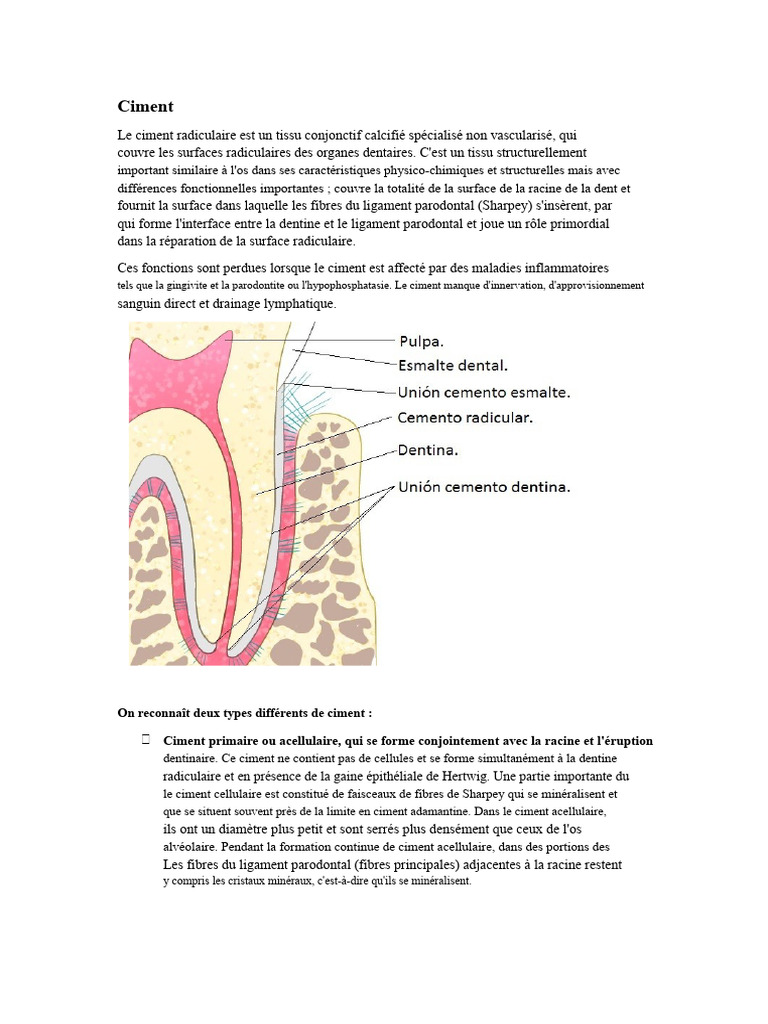 Comprendre le ciment radiculaire dentaire | PDF | Os | Dent humaine