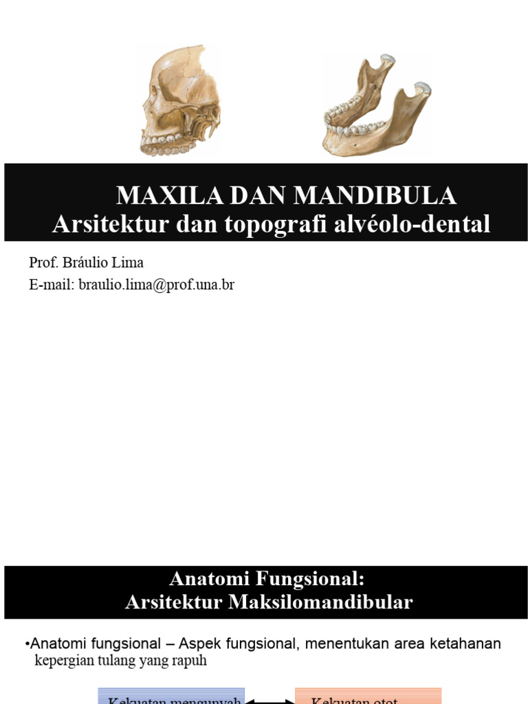 MAKSILA DAN MANDIBULA - Arsitektur dan topografi alveolar-gigi | PDF