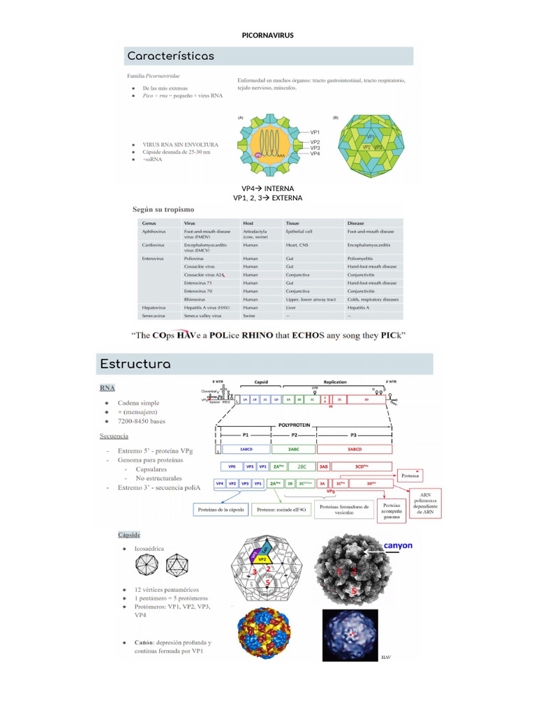 PICORNAVIRUS | PDF