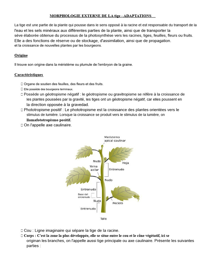 Morphologie et adaptations de la tige | PDF | Tige (Plante) | Feuille