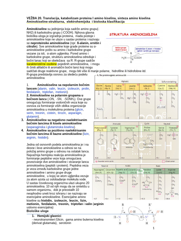 20. Vezba Metabolizam Amino Kiselina i Proteina | PDF