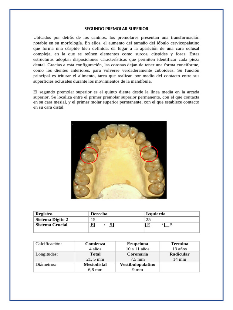 Segundo Premolar Superio1 | PDF | Anatomia dental | Boca