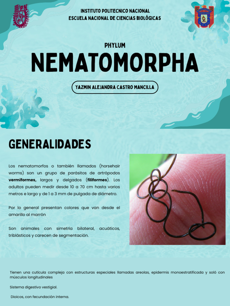 Ejemplos de Nematodos: Nematomorpha | PDF | Nematodo | Zoología