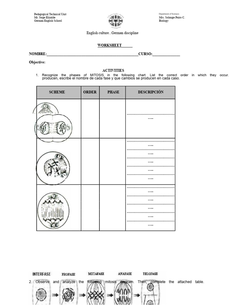 Activities About Mitosis | PDF | Mitosis | Cellular Processes