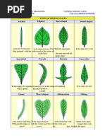 Leaf and Leaflet Morphology Guide | PDF | Leaf | Branches Of Botany