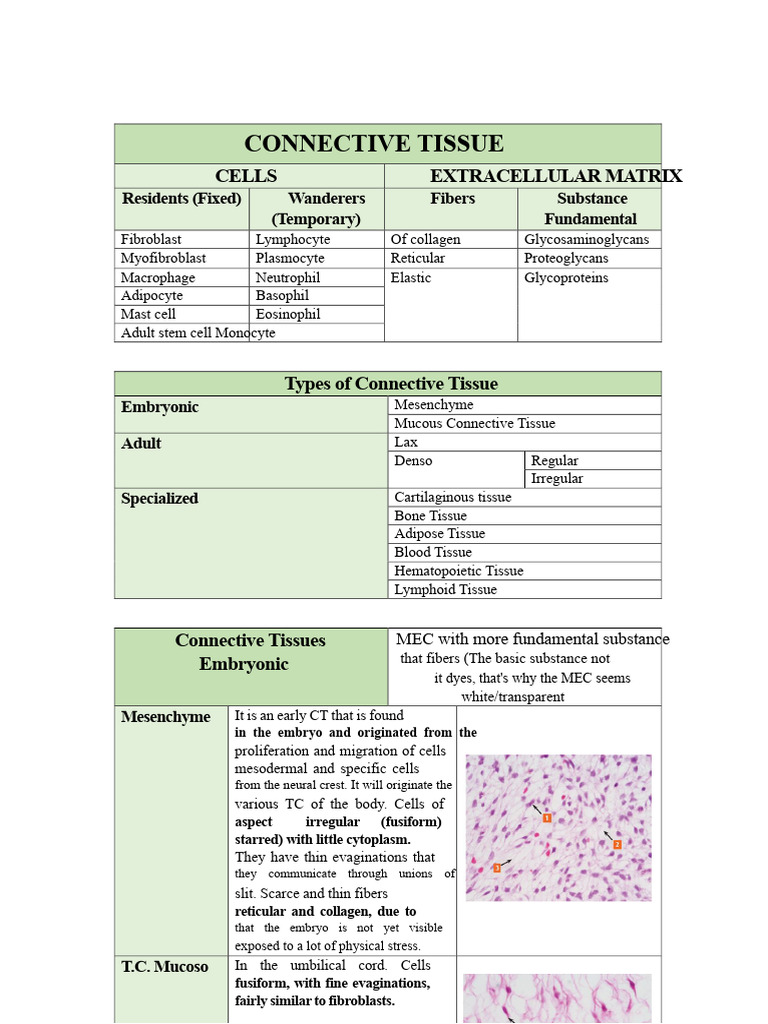 Summary of Connective Tissue With Self-Assessment | PDF | Connective ...