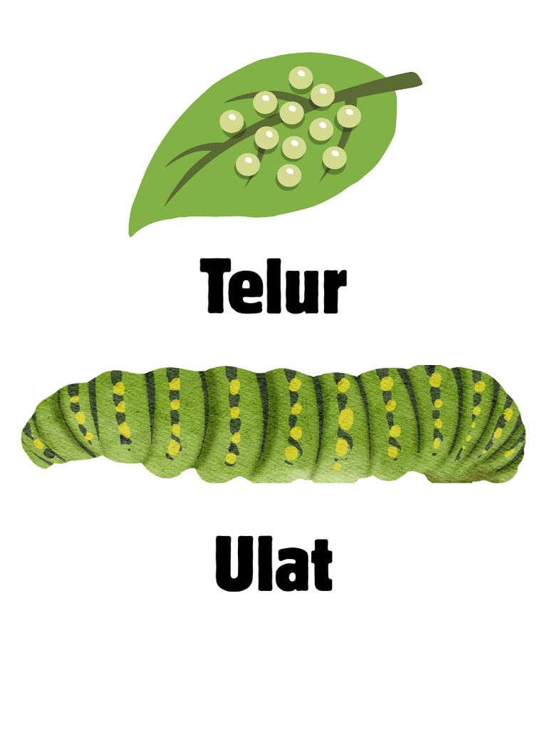 Telur | PDF