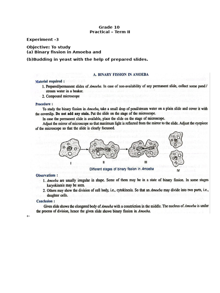 Grade 10 Practicals Term II | PDF