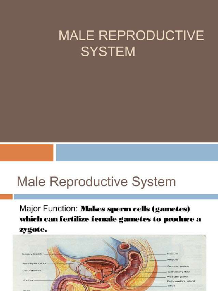 Male Repro | PDF