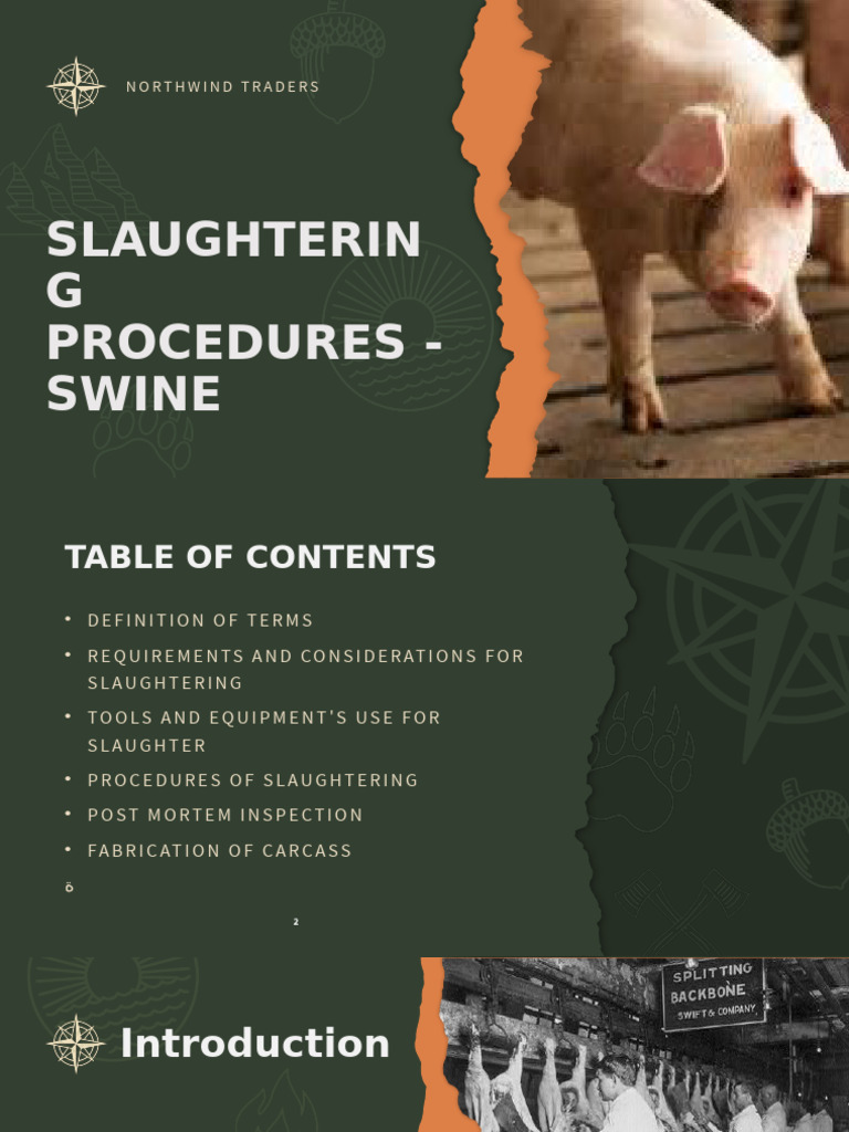 Swine Dressing Percentage Explained | PDF | Animal Products | Meat