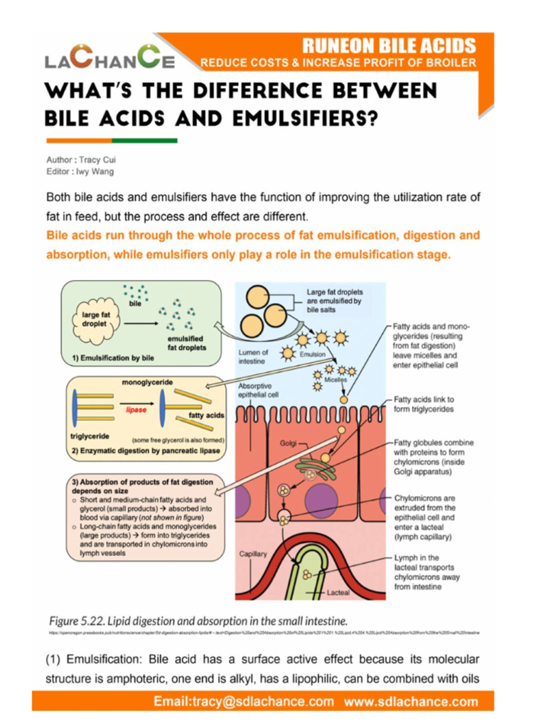 Bile Acids | PDF