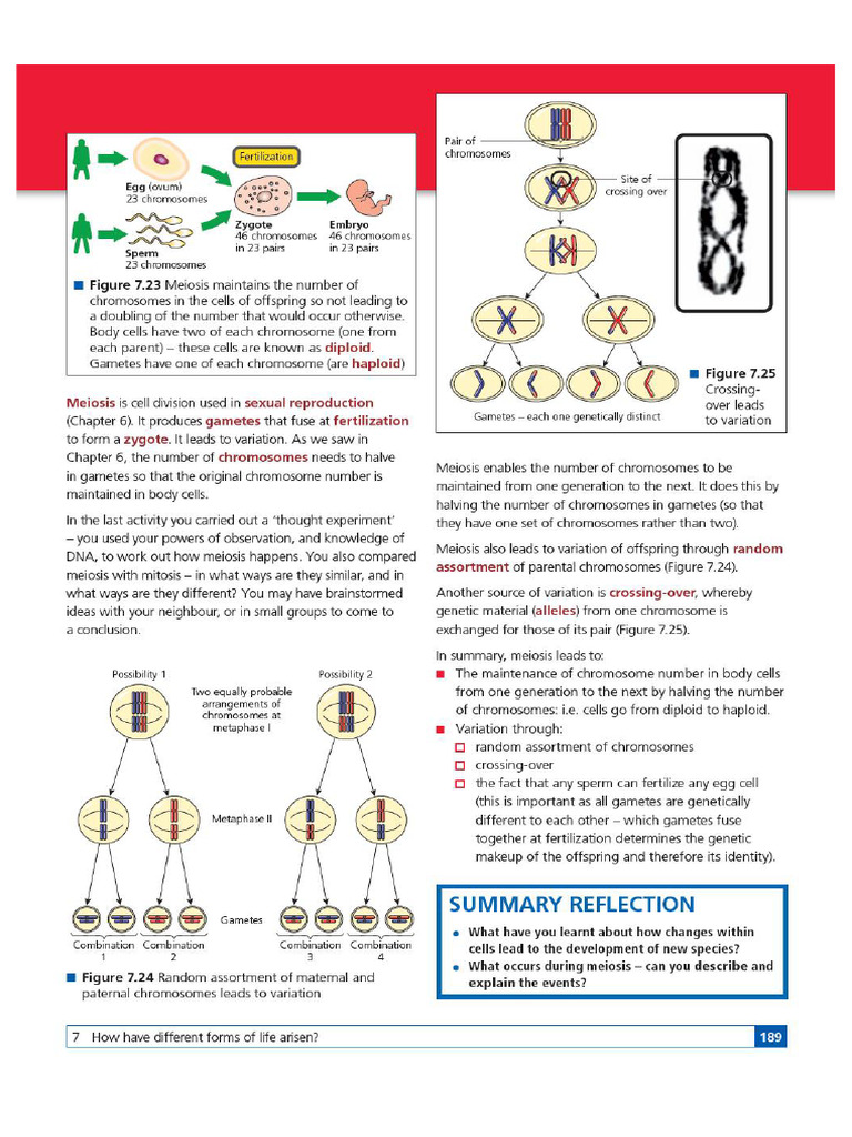 Read-Cell Division in A Nutshell | PDF