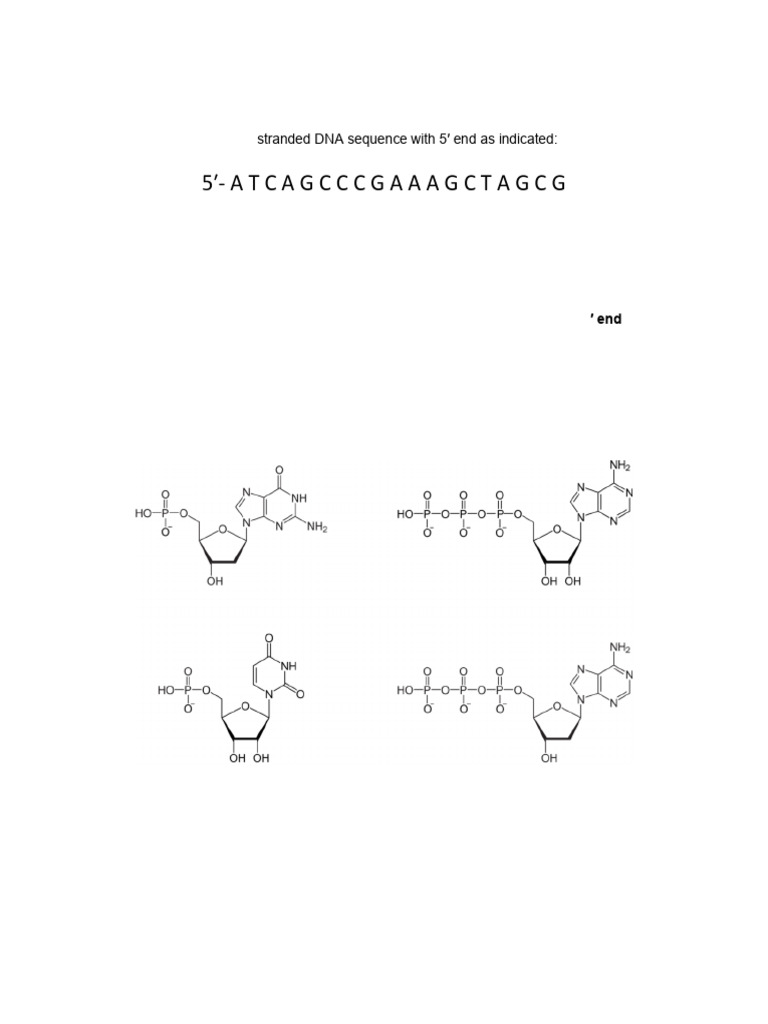 DNA and Enzyme Analysis Workshop | PDF | Dna | Nucleic Acid Sequence