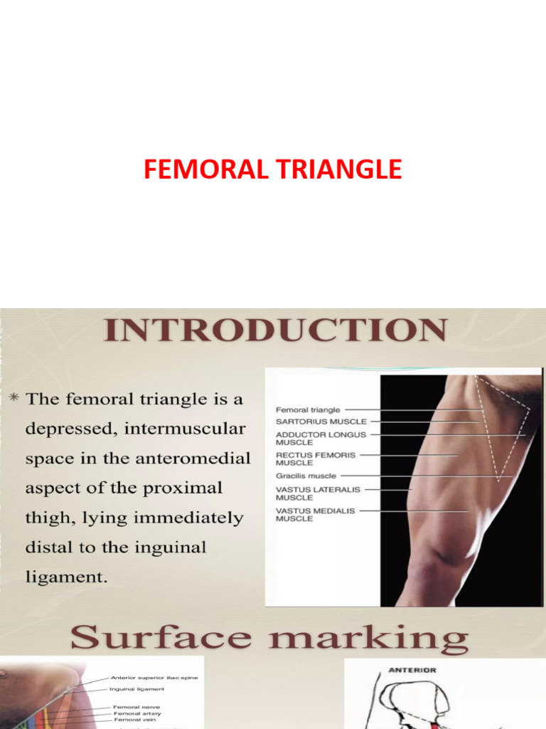 Femoral Triangle | PDF