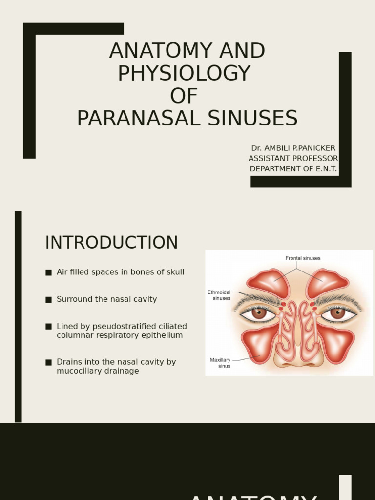Anatomy and Physiology of Paranasal Sinus Pns | PDF | Human Nose ...