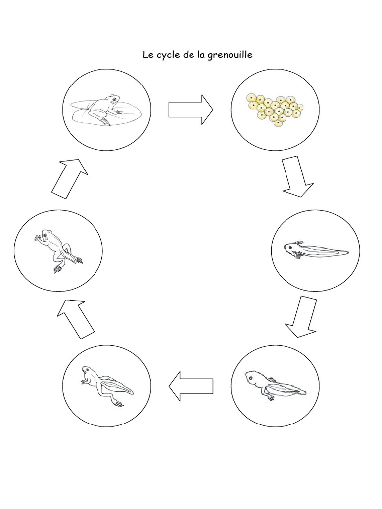 Cycle de Reproduction de La Grenouille | PDF