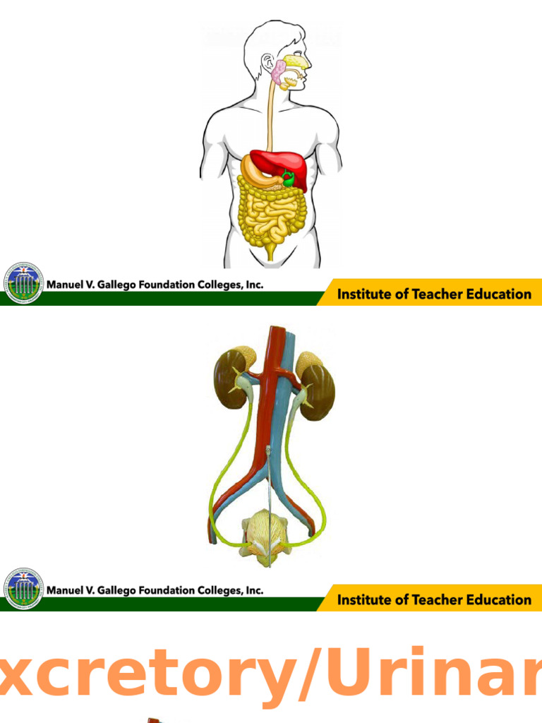 Excretory System | PDF | Kidney | Anatomy