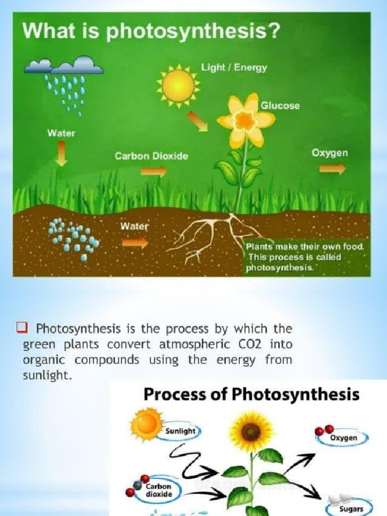 Photosynthesis Detailed 2 | PDF