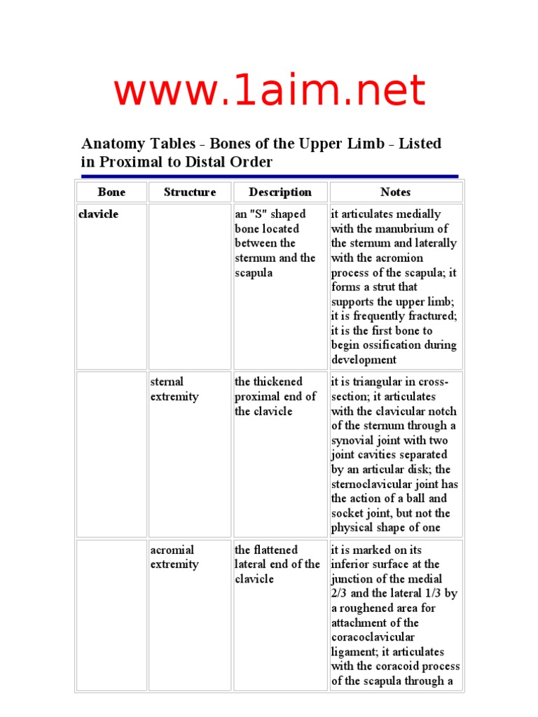 Bones of The Upper Limb | PDF | Elbow | Hand