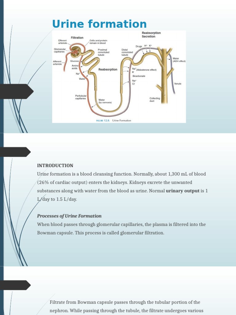 Urine Formation 125908 | PDF | Kidney