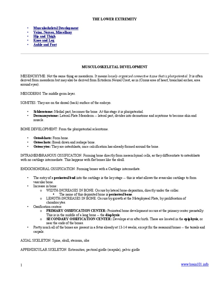 Anatomy Lower Extr Review | PDF