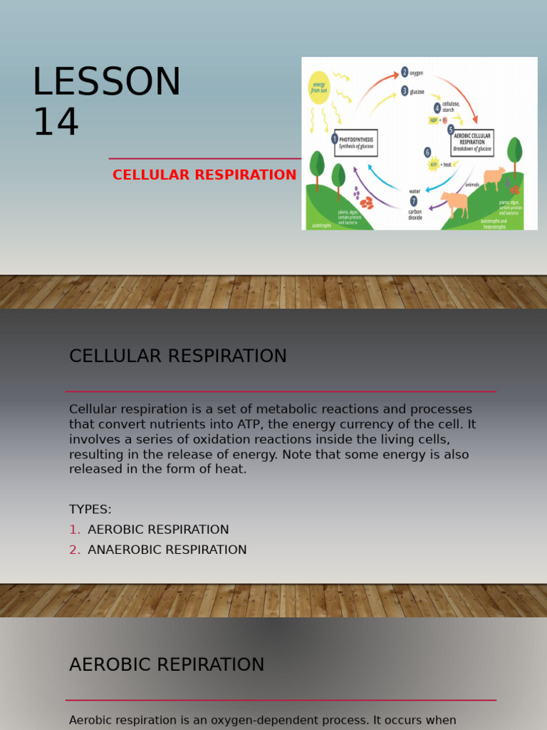 Lesson 14 Cellular Respiration | PDF | Cellular Respiration | Adenosine Triphosphate