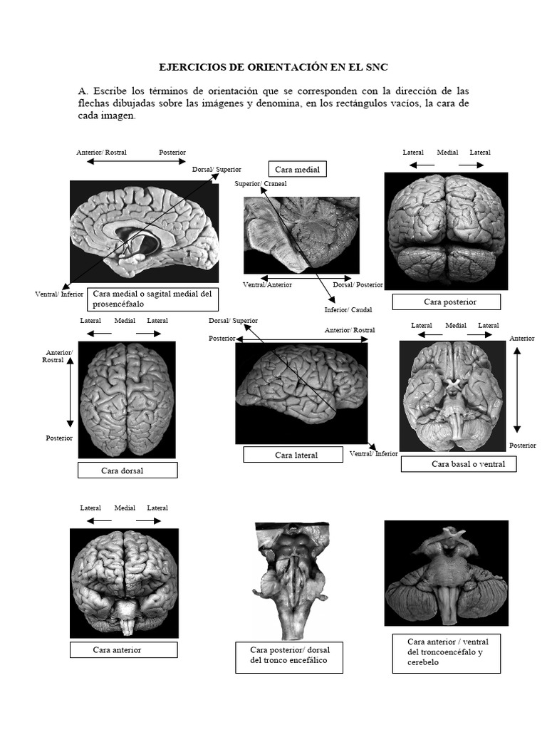 Orientación del SNC: Cerebelo y Cerebro | PDF | Cerebelo | Anatomía humana