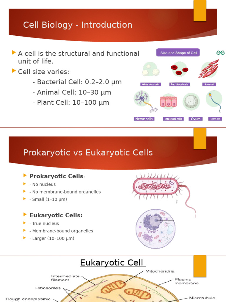 Cell Biology Presentation | PDF | Endoplasmic Reticulum | Cell (Biology)