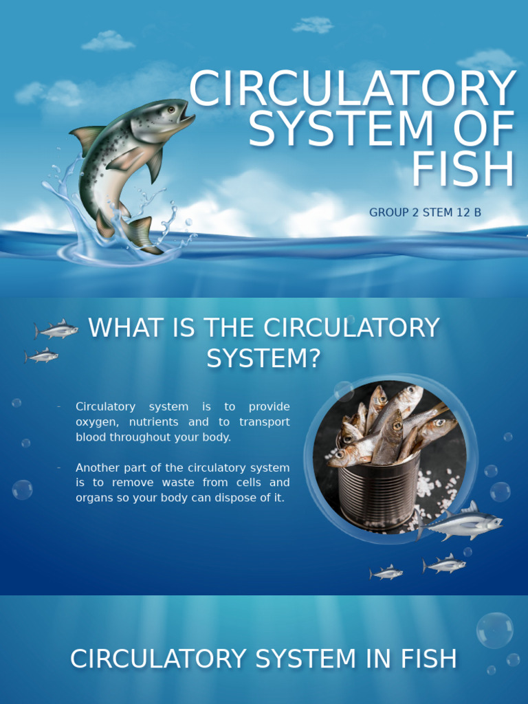 Group 2 - Circulatory System of Fish | PDF | Circulatory System | Vein