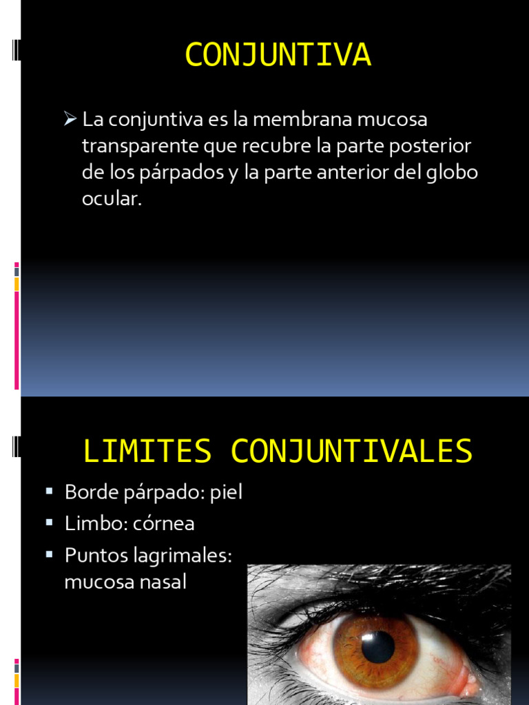 Conjuntiva y Cristalino | PDF | Catarata | Epitelio