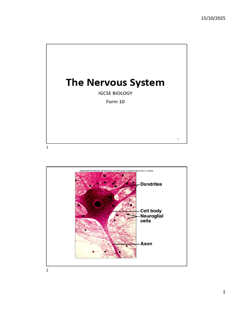 14.1. Nervous Control in Humans | PDF | Neuron | Action Potential