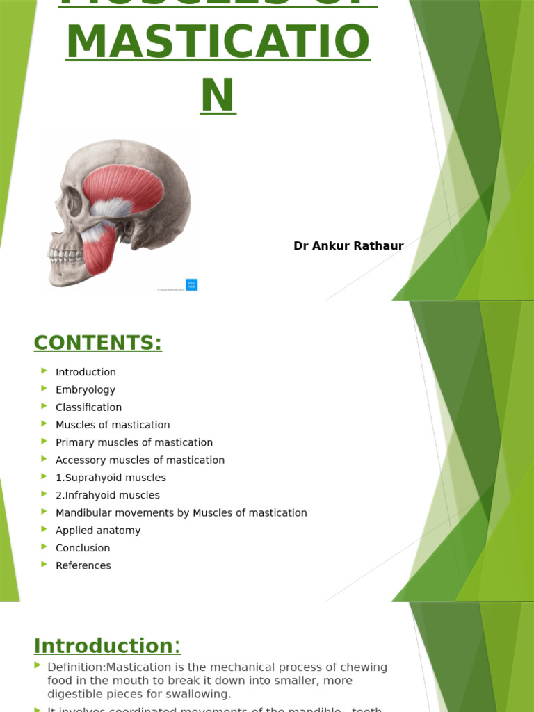 Muscles of Mastication | PDF | Human Head And Neck | Human Anatomy