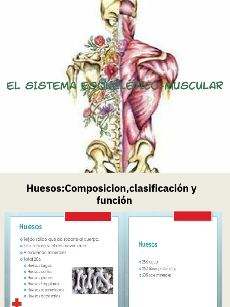 Sistema Esquelético y Muscular: Estructura y Patologías | PDF | Hueso ...
