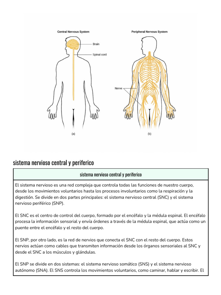 Sistema Nervioso Central y Periferico - by Diffit (Printable) | PDF ...