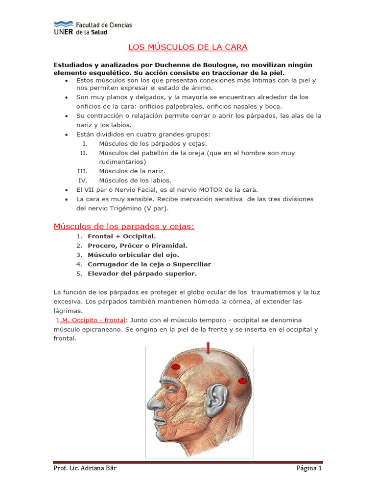 Músculos de La Cara y Ojo | PDF | Anatomía humana | Cabeza y cuello humanos