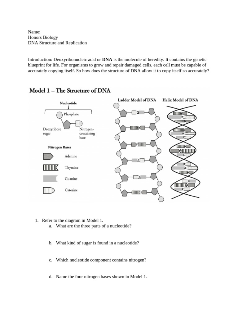 DNA Structure and Replication Practice | PDF | Dna | Base Pair